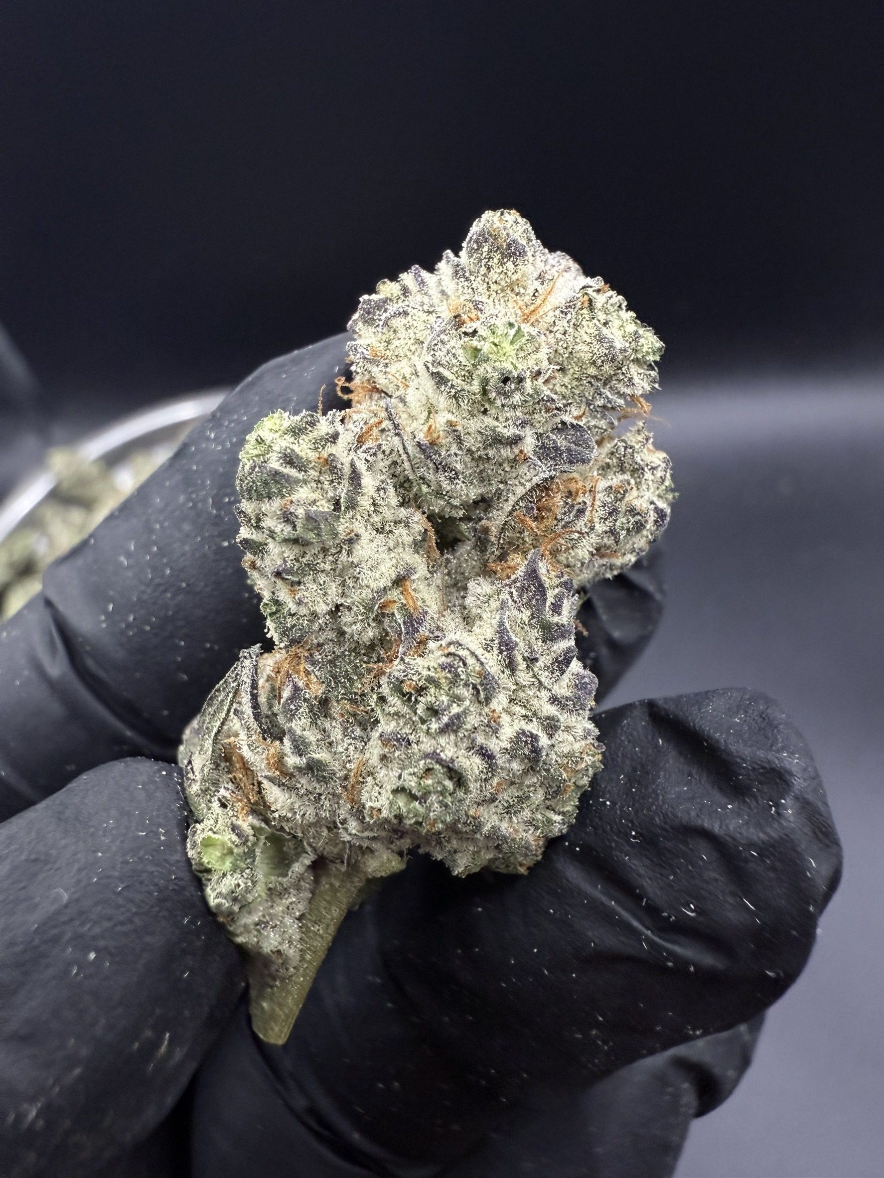 White Inferno [ PGKB Grower ]