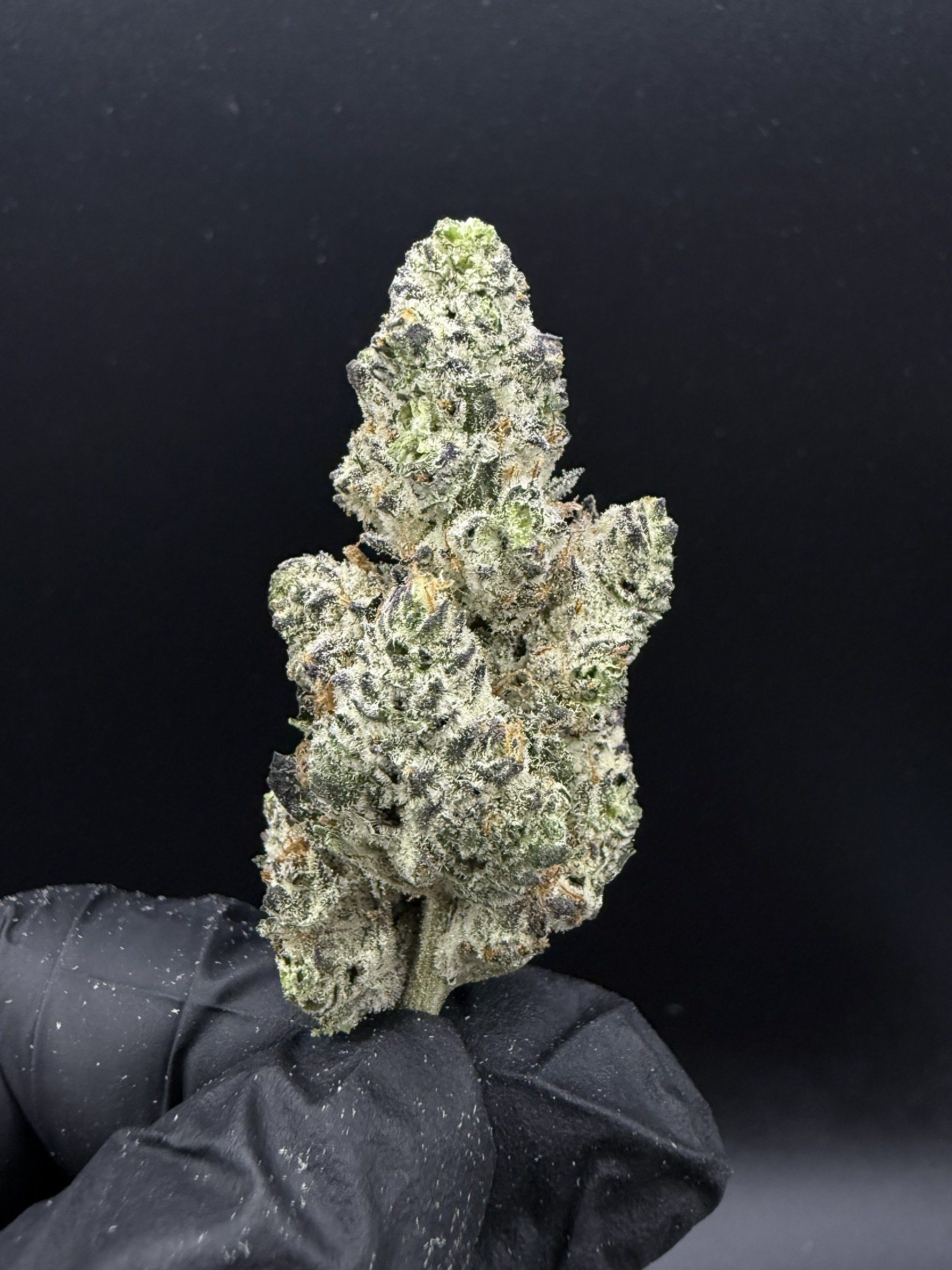 White Inferno [ PGKB Grower ]